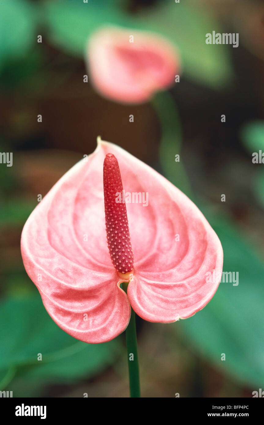 Anthurium plant ; anthurium plants ; tailflower ; flamingo flower ...