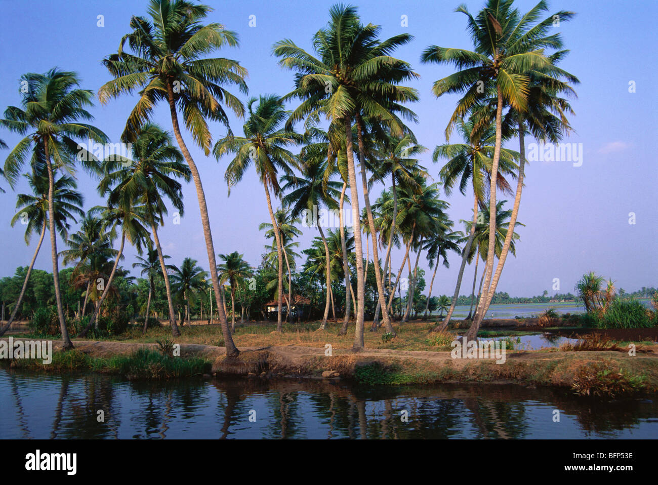 Palm trees ; Kerala ; India Stock Photo - Alamy