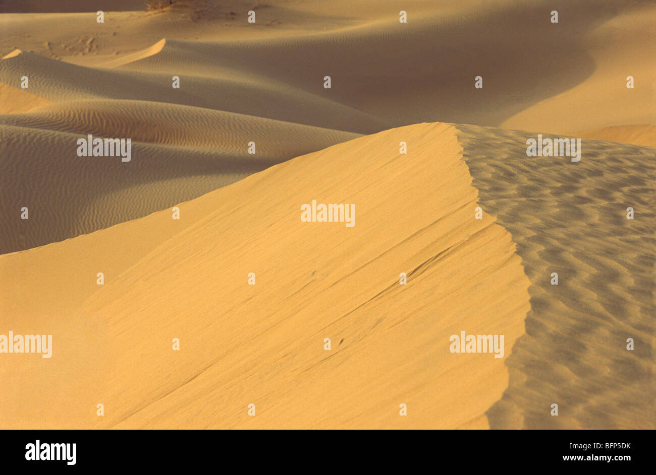Thar desert ; Sam Sand dunes ; Jaisalmer ; Rajasthan ; India ; Asia ...