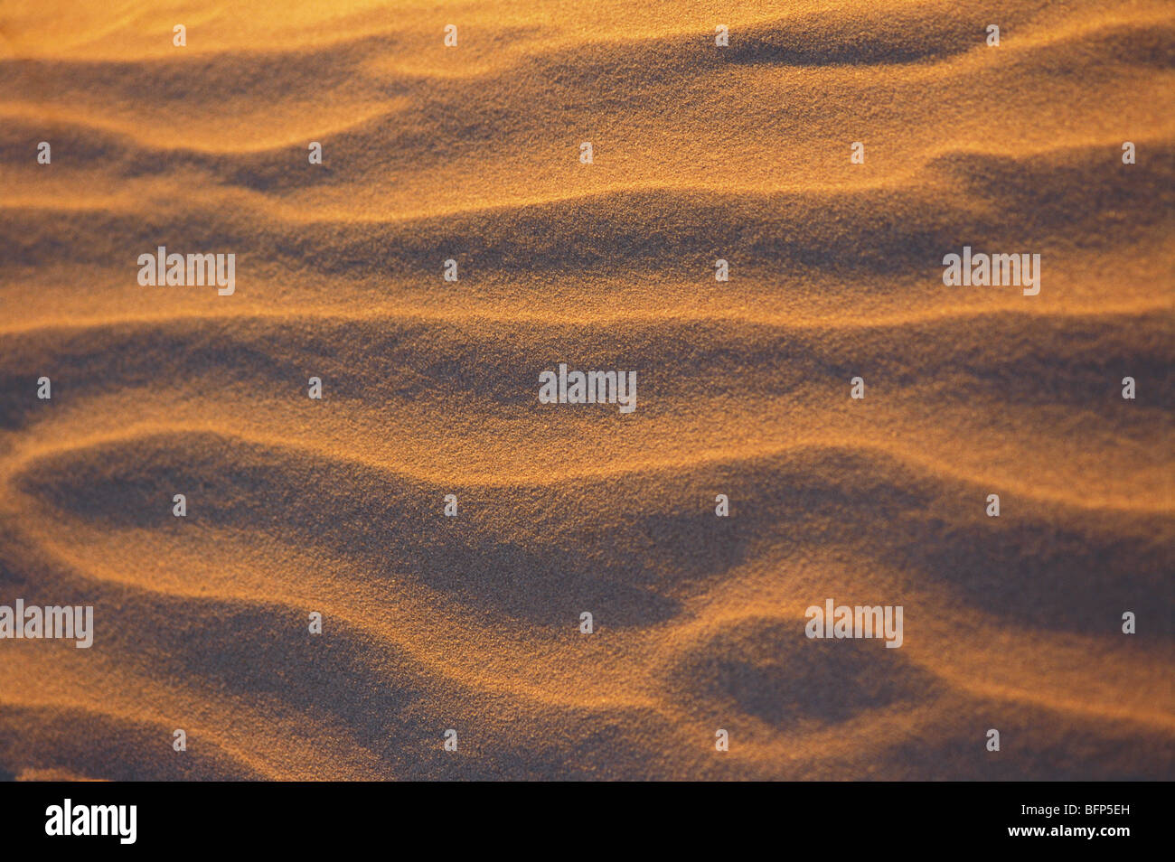Thar desert ; Sam Sand dunes ; Jaisalmer ; Rajasthan ; India ; Asia ...