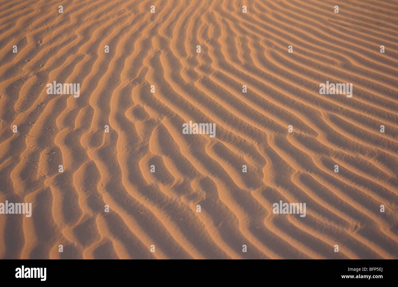 Thar desert ; Sam Sand dunes ; Jaisalmer ; Rajasthan ; India ; Asia ...