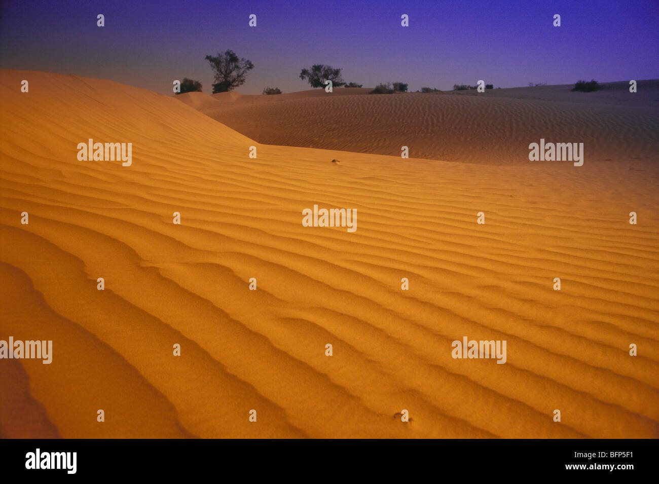 Thar desert ; Sam Sand dunes ; Jaisalmer ; Rajasthan ; India ; Asia ...