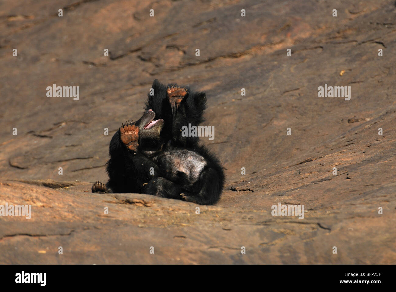 Bear Cubs Fighting Stock Photo - Alamy