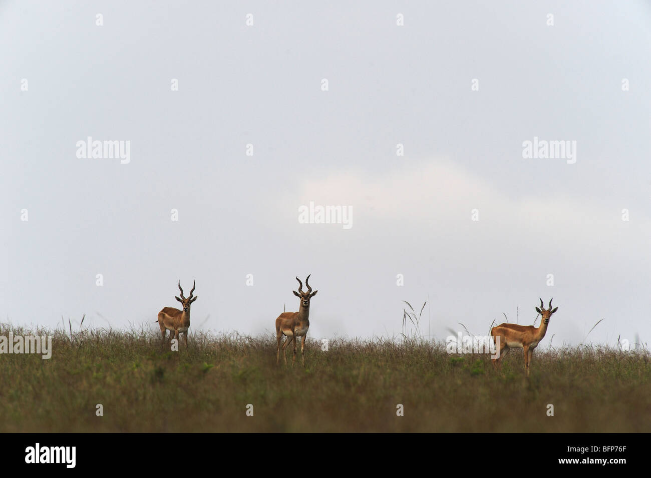 Three blackbuck hi-res stock photography and images - Alamy