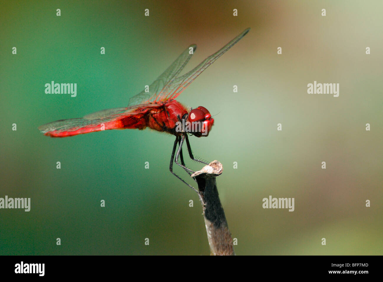 Fly mouth hi-res stock photography and images - Alamy