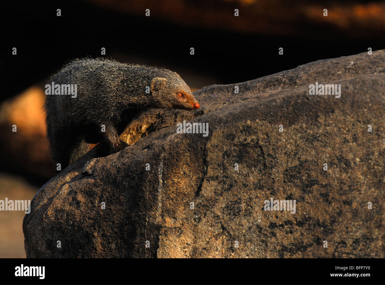 Indian Gray Mongoose; Common Grey Mongoose (Herpestes edwardsii Stock ...