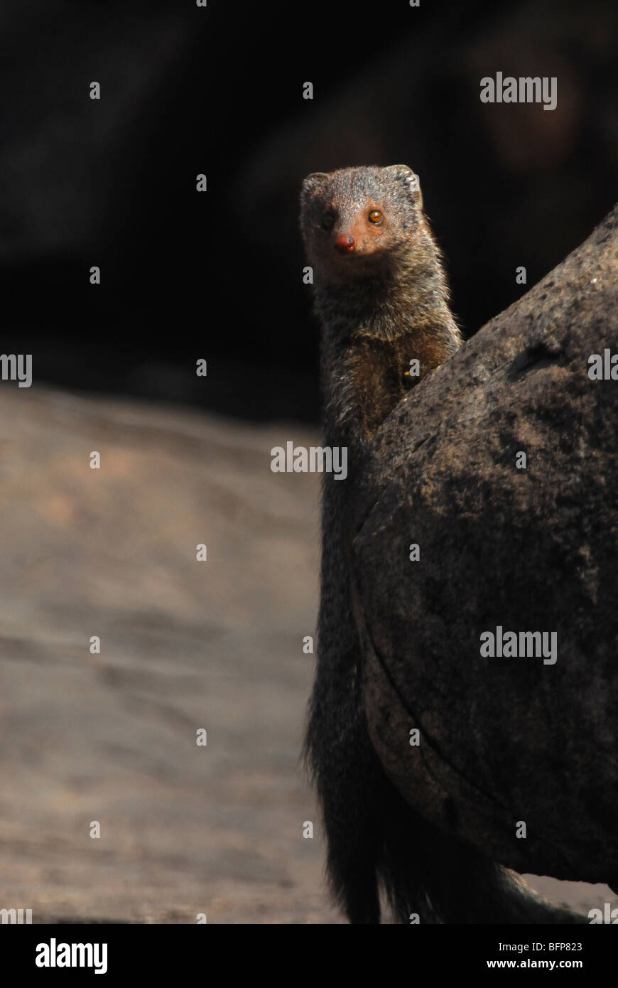 Indian Gray Mongoose; Common Grey Mongoose (Herpestes edwardsii Stock ...