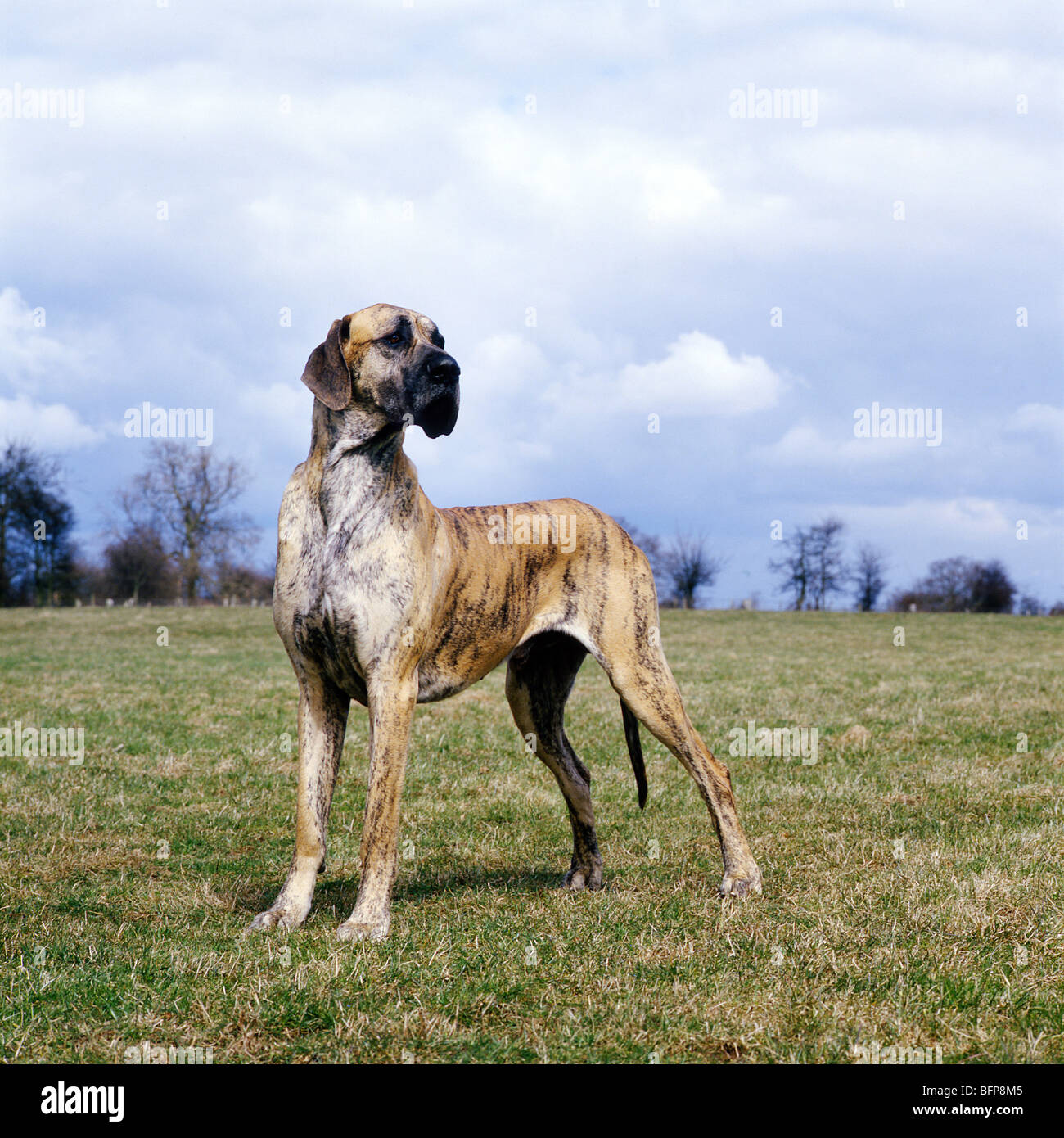 ch picanbil pericles, great dane standing in a field Stock Photo - Alamy