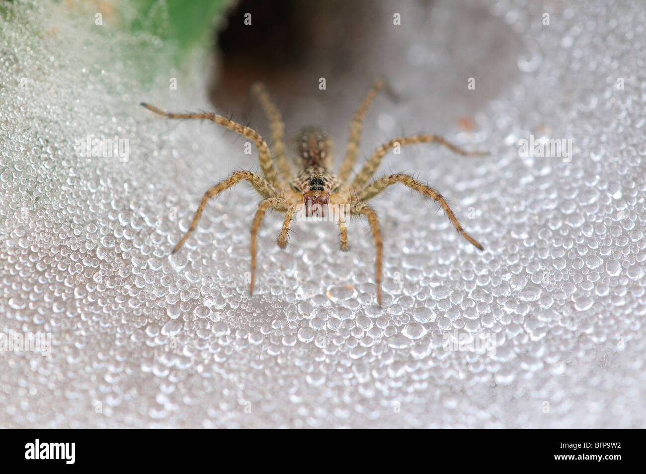 Tunnel spider in web hi-res stock photography and images - Alamy
