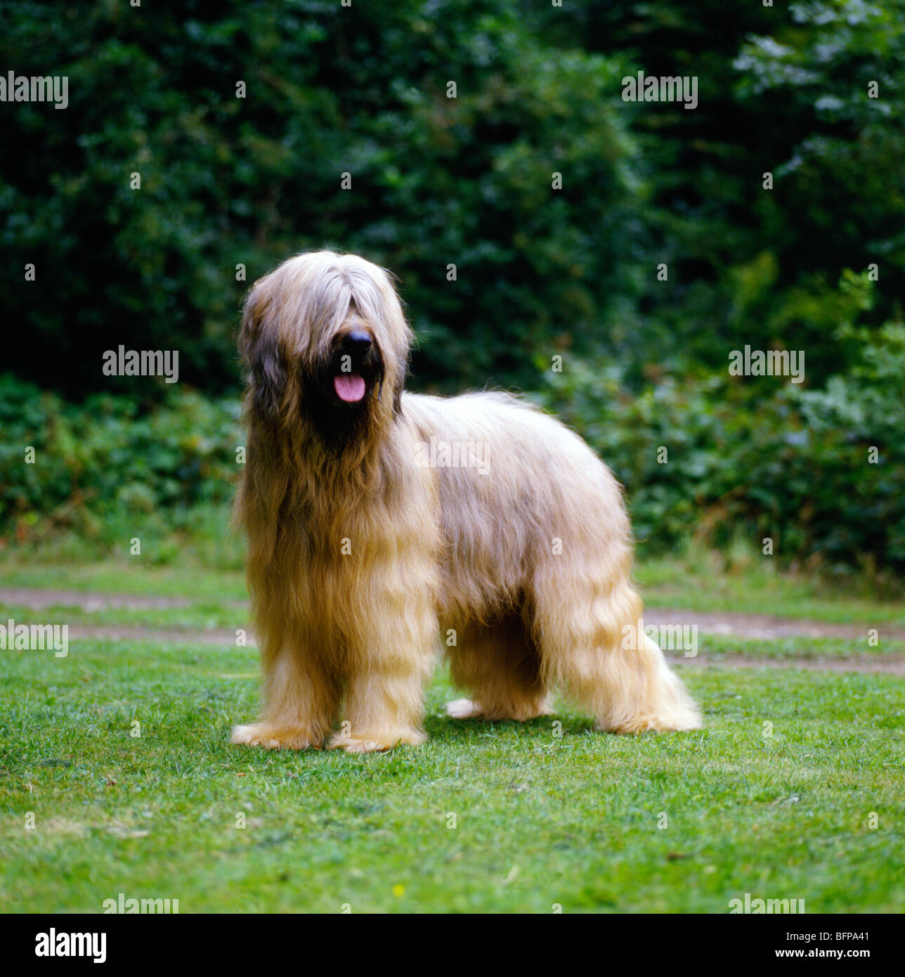 briard standing on grass Stock Photo - Alamy