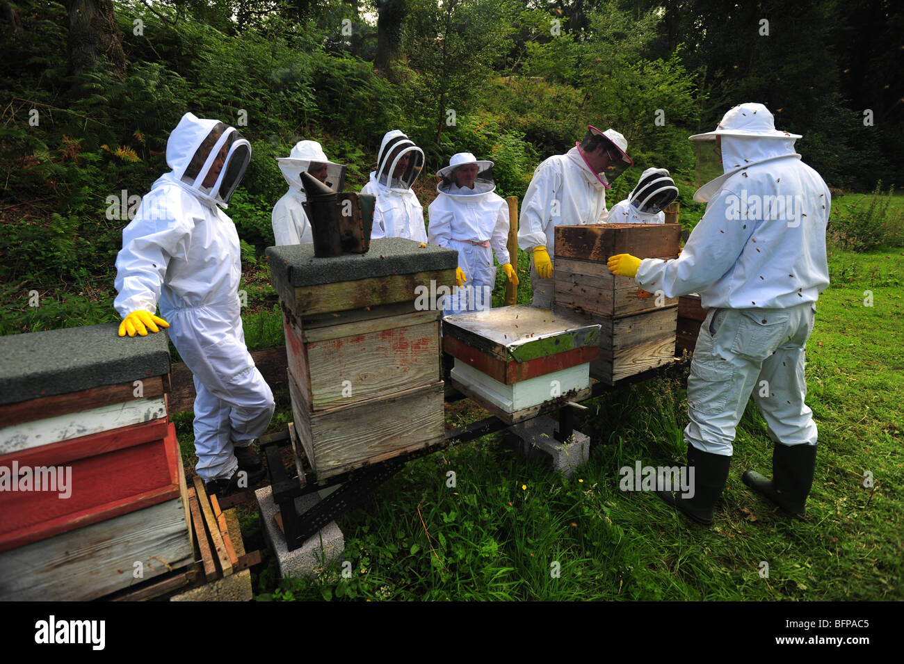 bee keepers meeting and working with bees and bee hives on a farm in ...