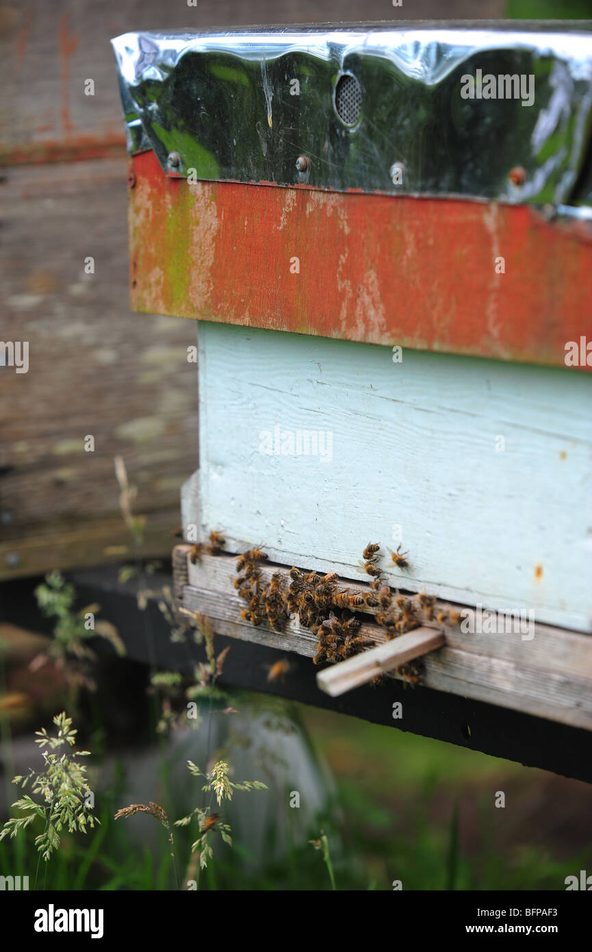 bee hives pictured on a farm in Dorset Stock Photo - Alamy