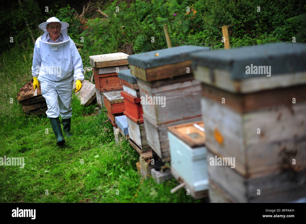 a bee keeper walking along a line of bee hives pictured on a farm in ...