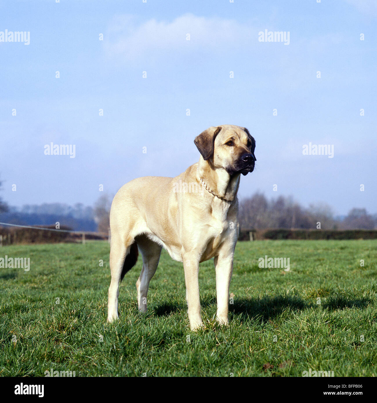 anatolian shepherd dog with lead Stock Photo - Alamy