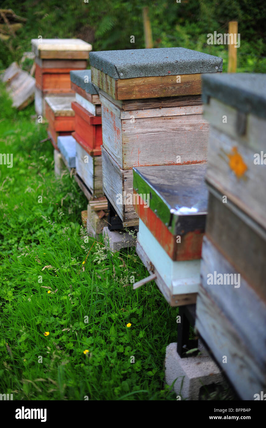 bee hives pictured on a farm in Dorset Stock Photo - Alamy