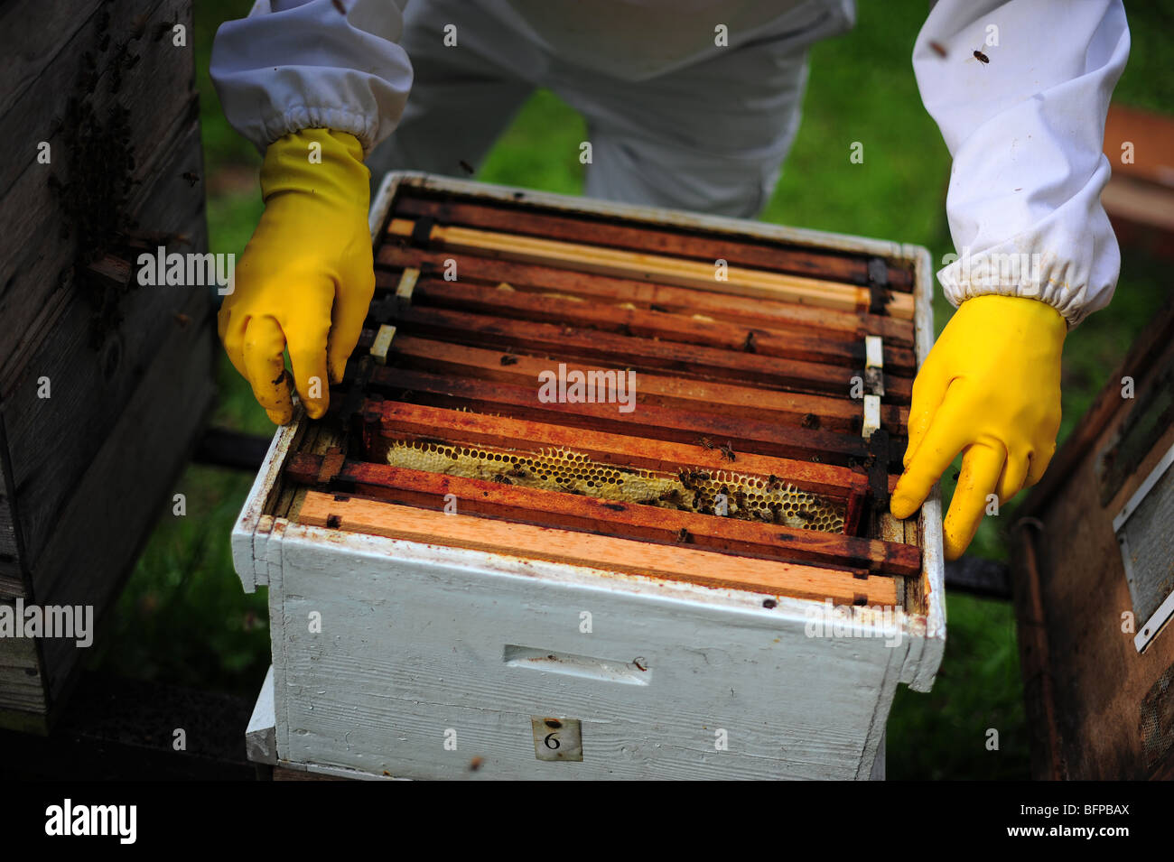 Inside honey bee hive hi-res stock photography and images - Alamy