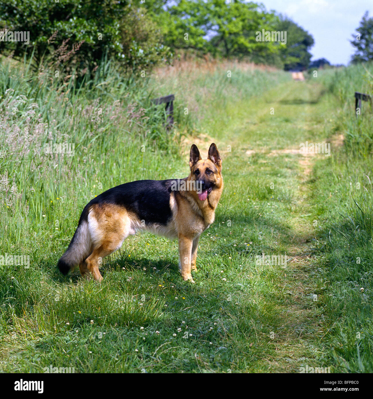 ch acresway gundo, german shepherd dog standing on a field path Stock ...