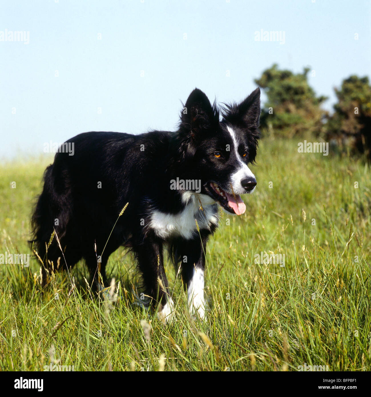 border collie, show bitch, eying, standing in a field Stock Photo - Alamy