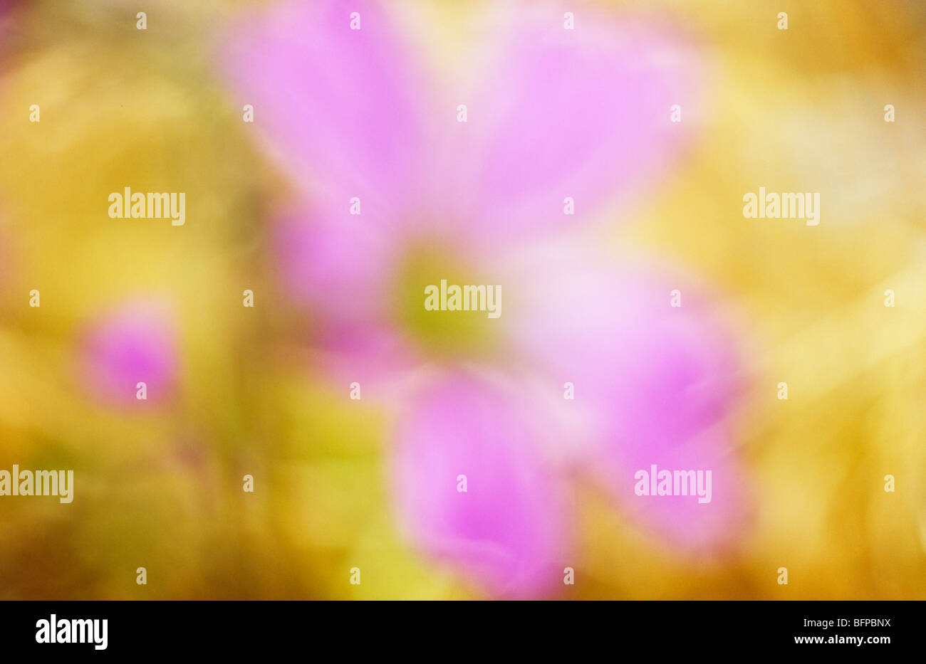 Malva sylvestris drawing hi-res stock photography and images - Alamy