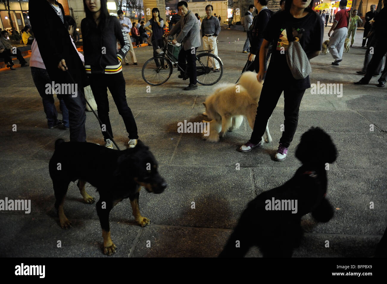 Residents show their rare dogs in a luxurious residential district in ...