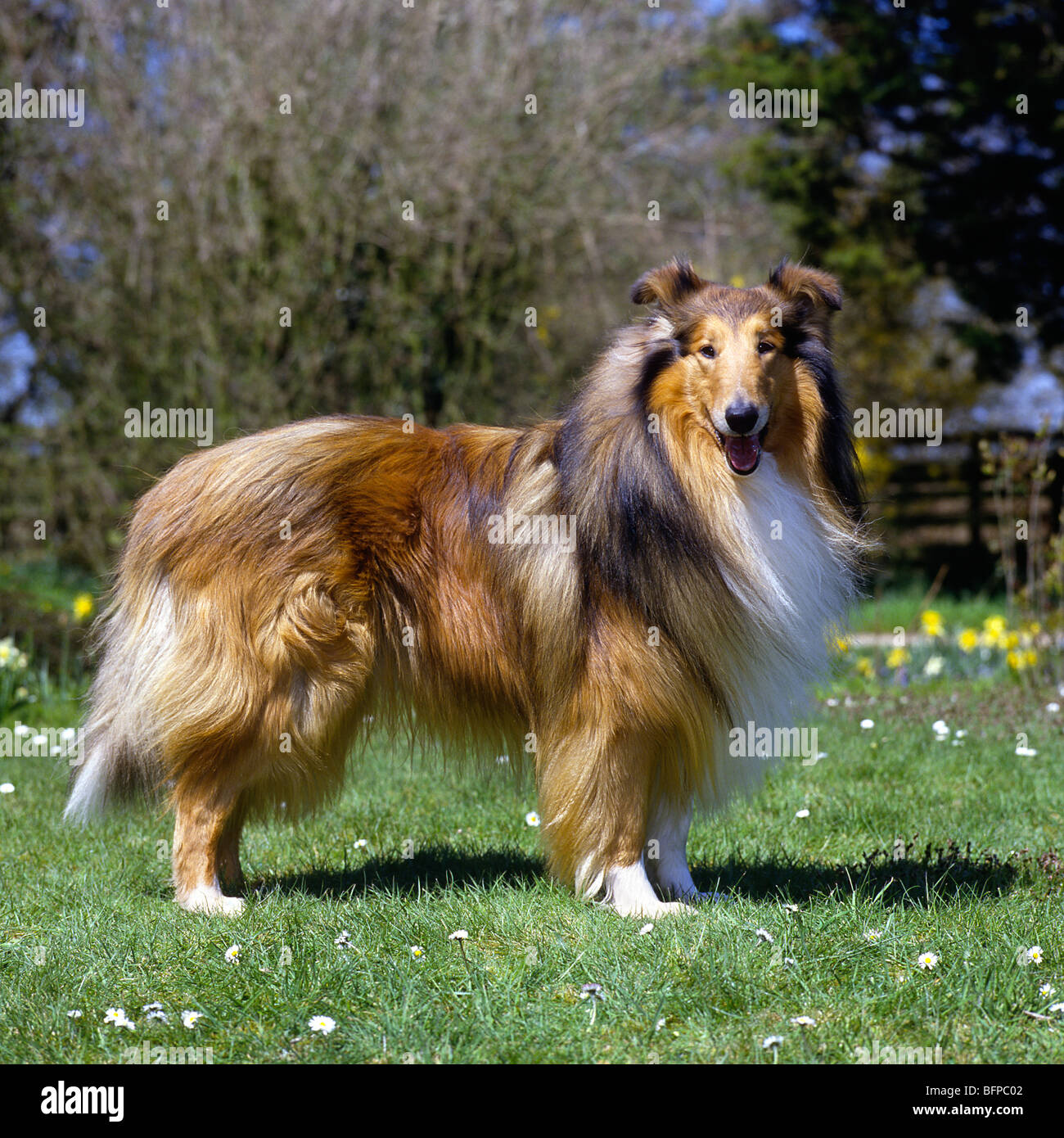 Sable rough collie hi-res stock photography and images - Alamy