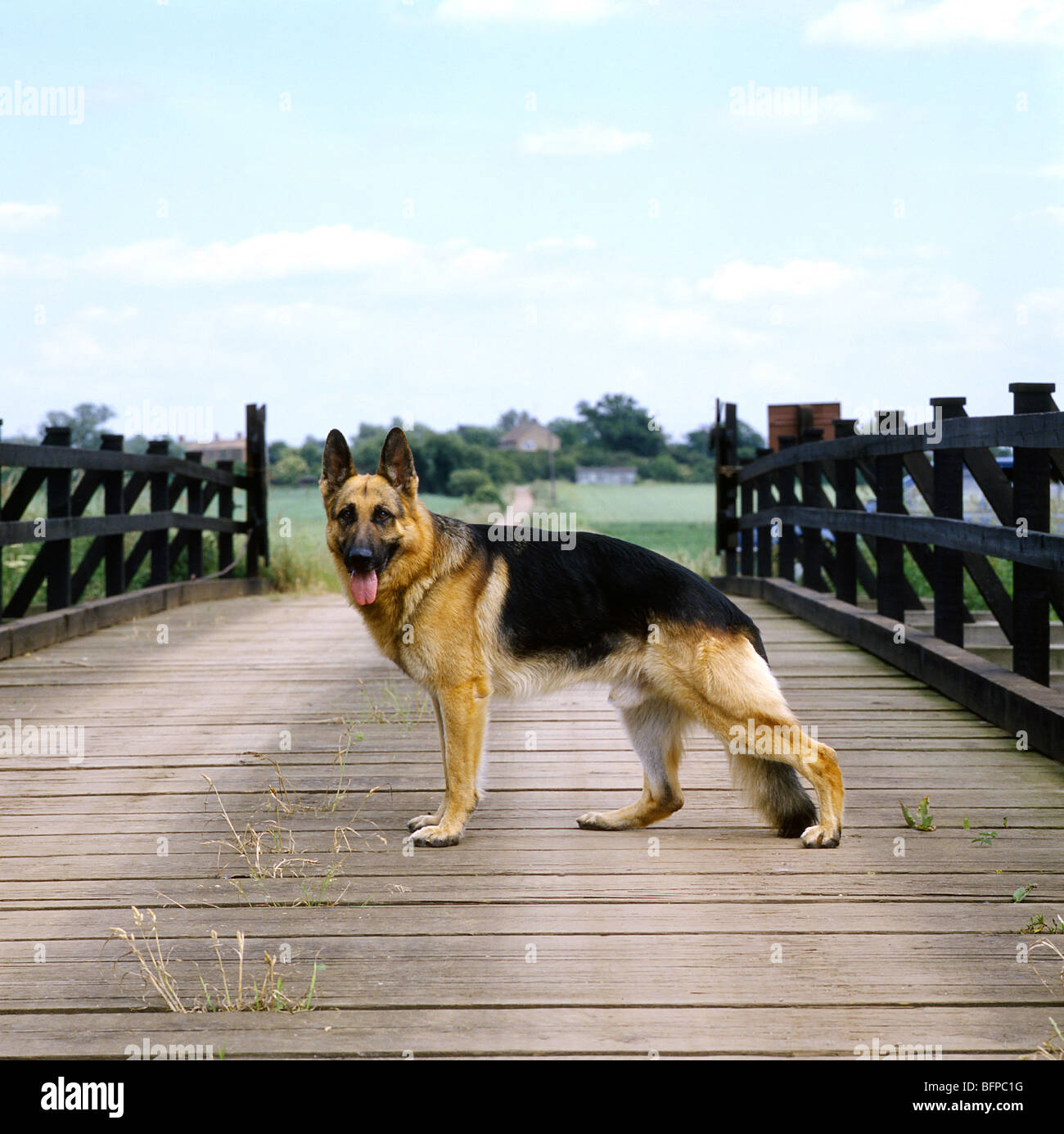 Adult black male german shepherd dog hi-res stock photography and ...