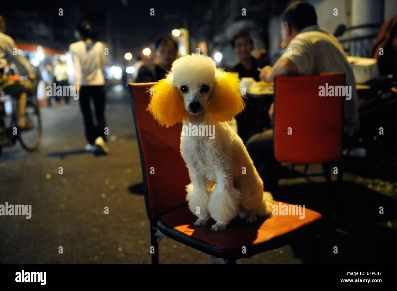 Chinese poodle hi-res stock photography and images - Alamy