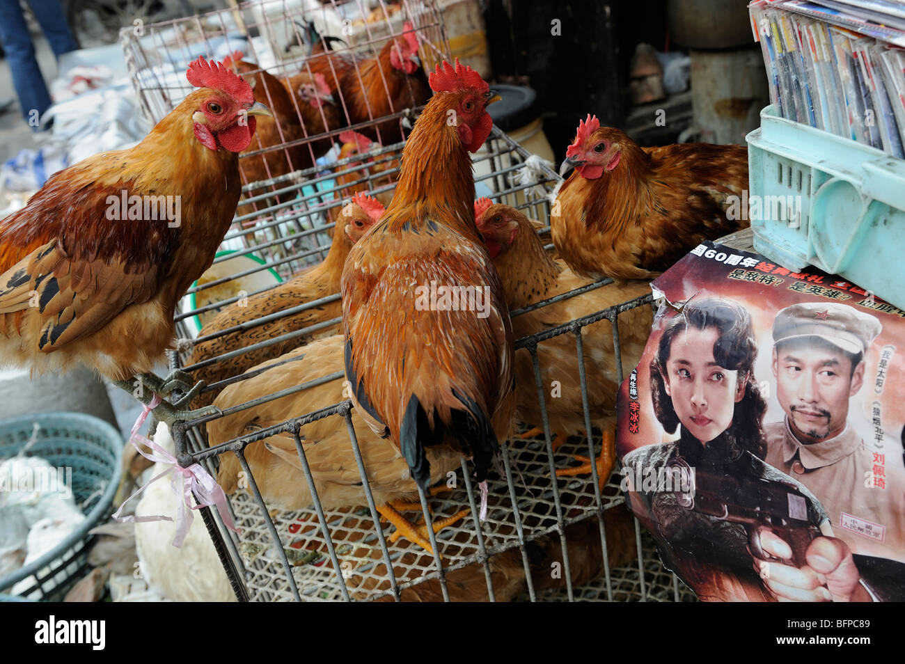 Live chickens are on sale at market in Shanghai, China. 16-Oct-2009 ...