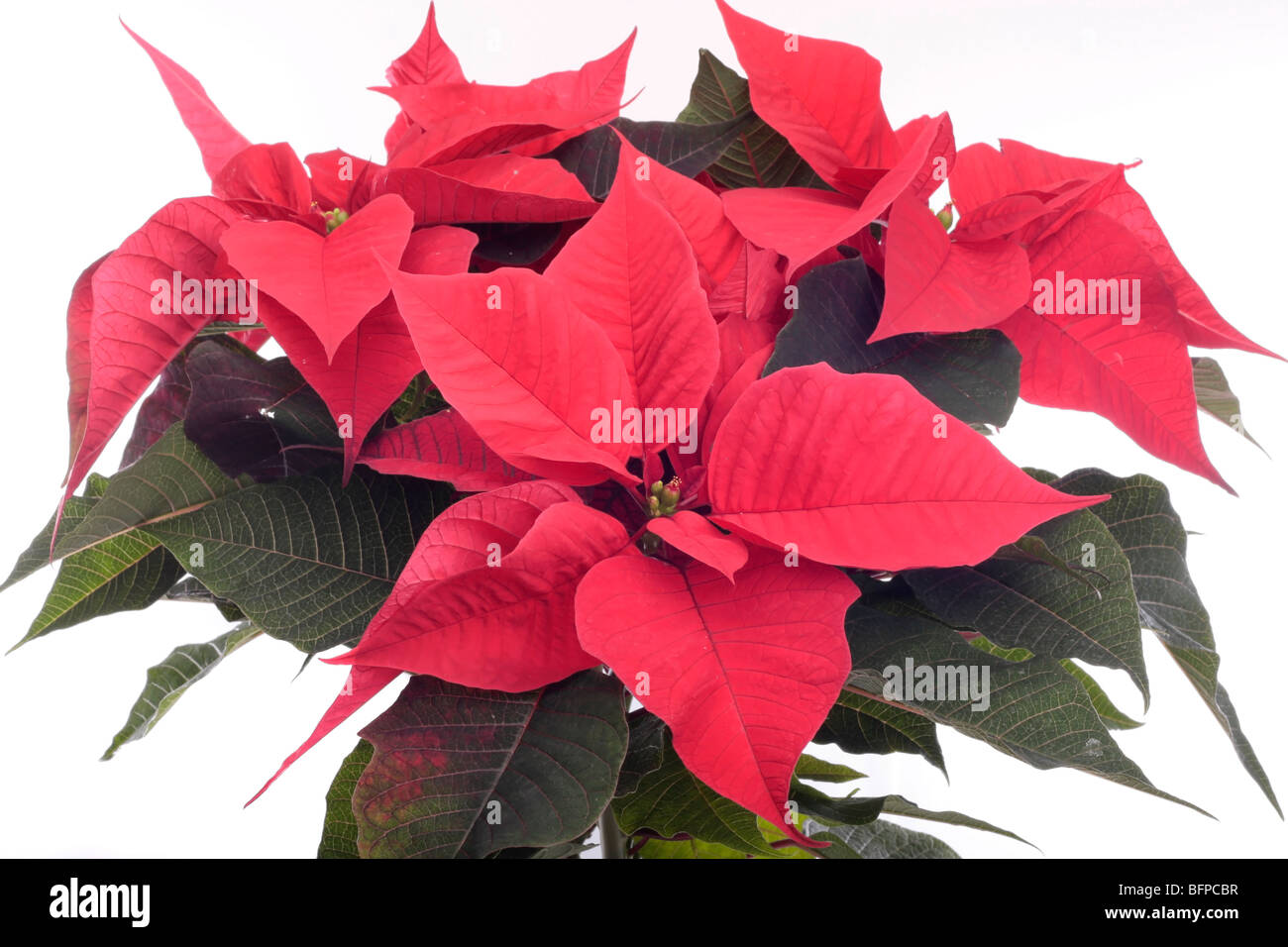 Poinsettia plant isolated on white background Stock Photo - Alamy