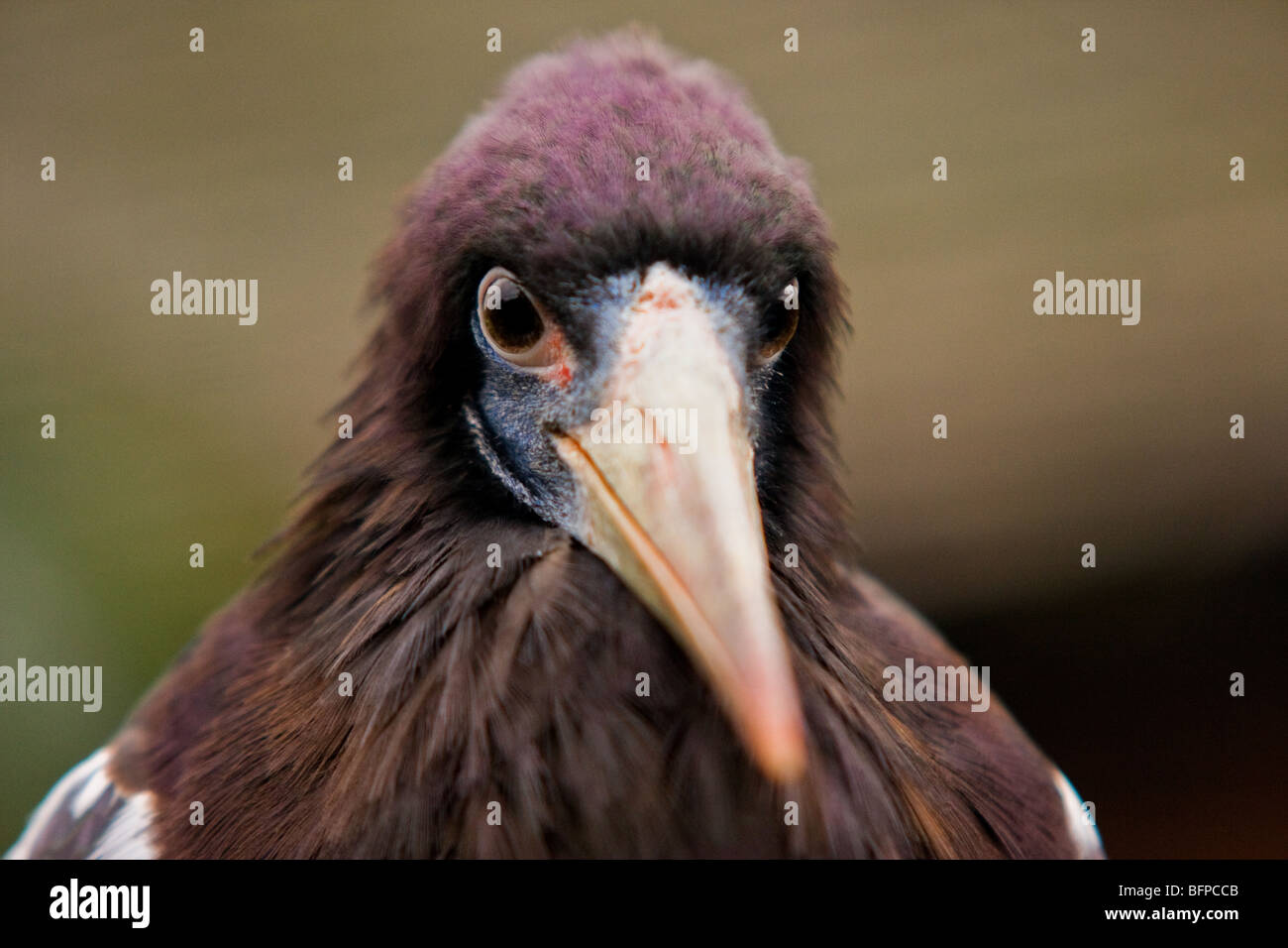 Bird eye macro hi-res stock photography and images - Alamy