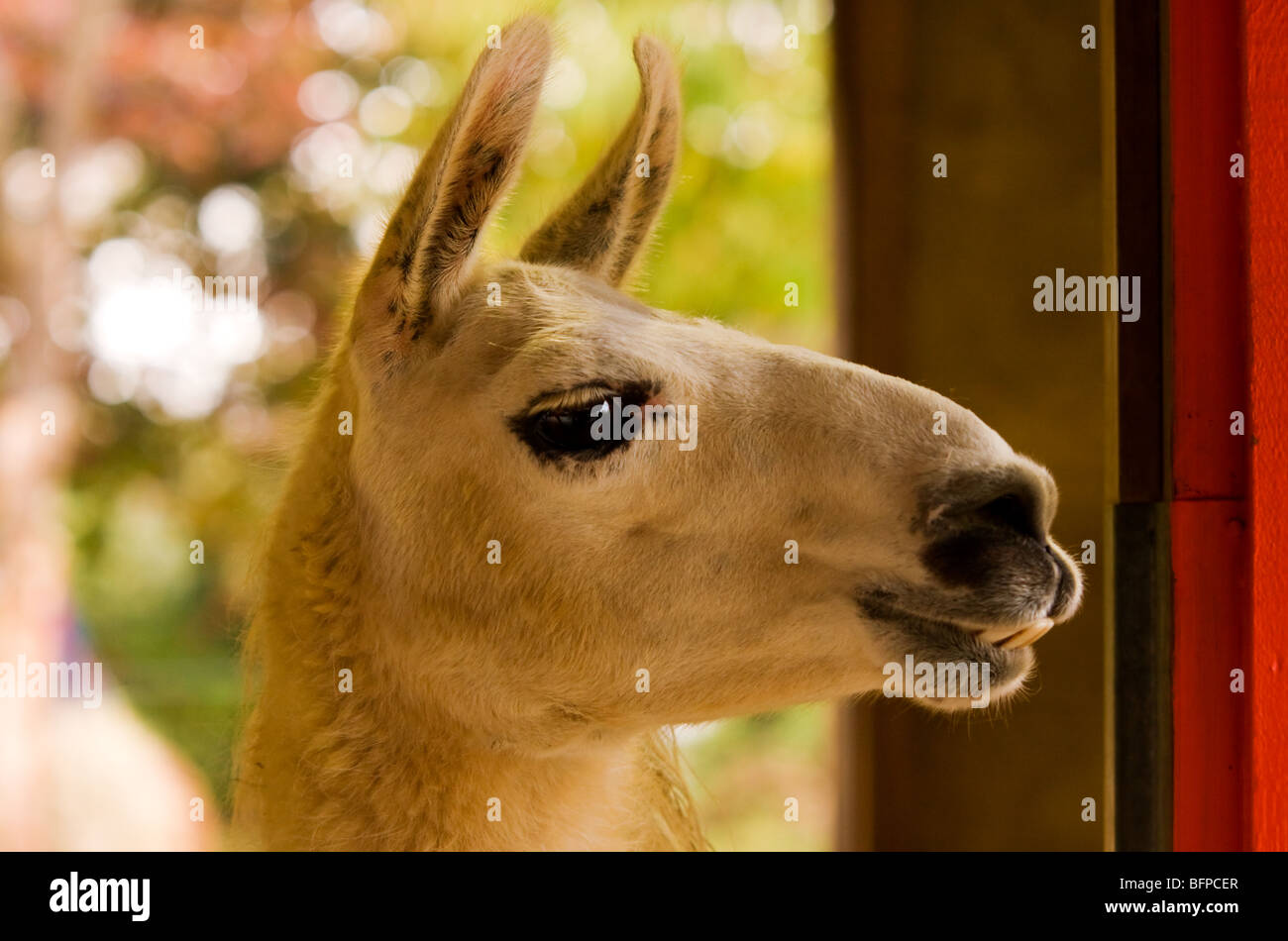 Red llama hi-res stock photography and images - Alamy