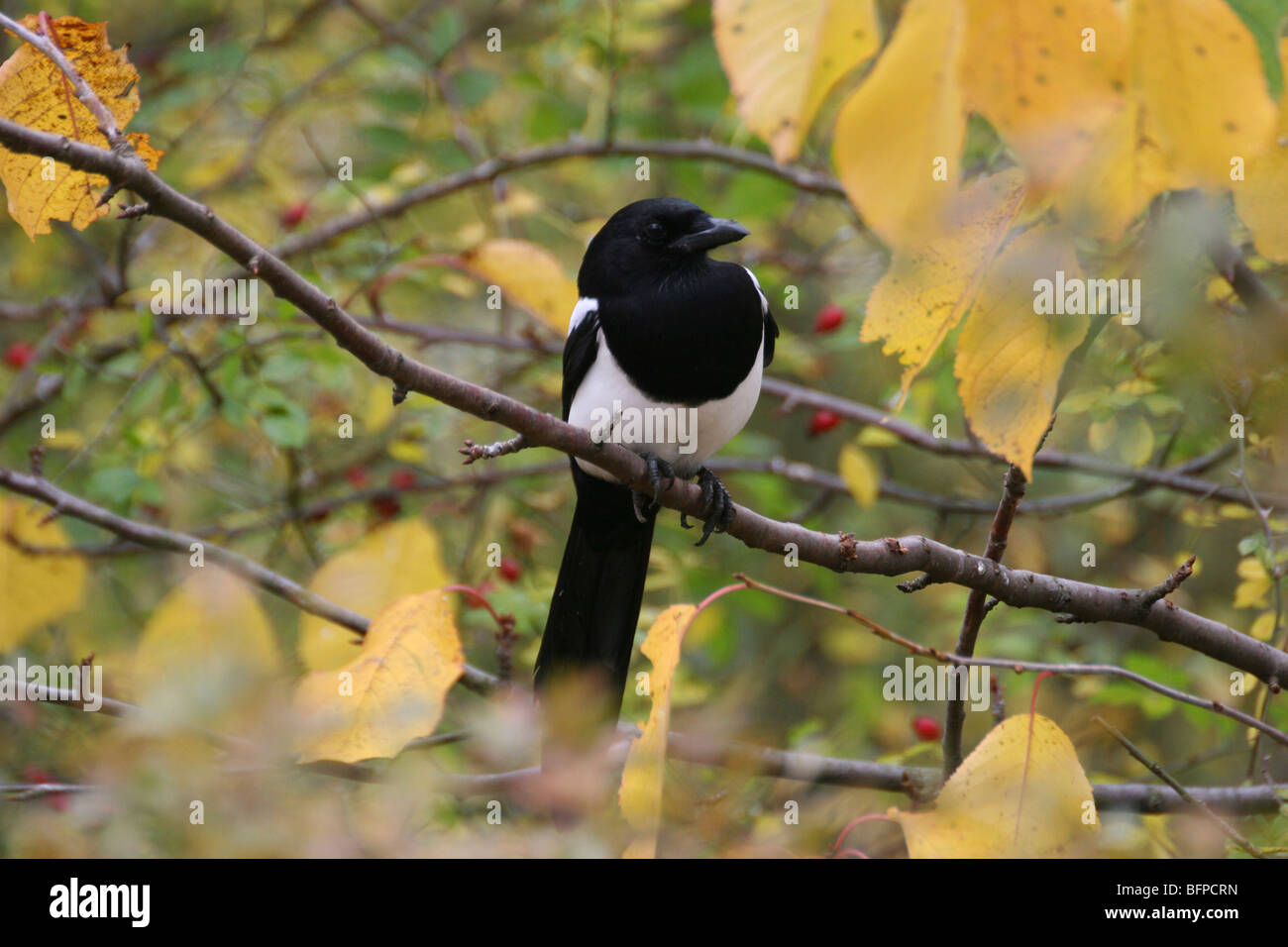 A Magpie, Pica pica, in autumn Stock Photo - Alamy
