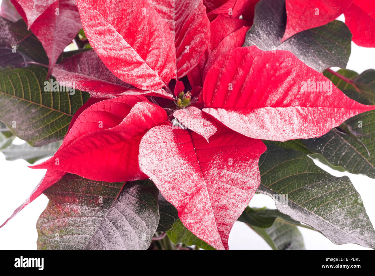Poinsettia plant isolated on white background Stock Photo - Alamy
