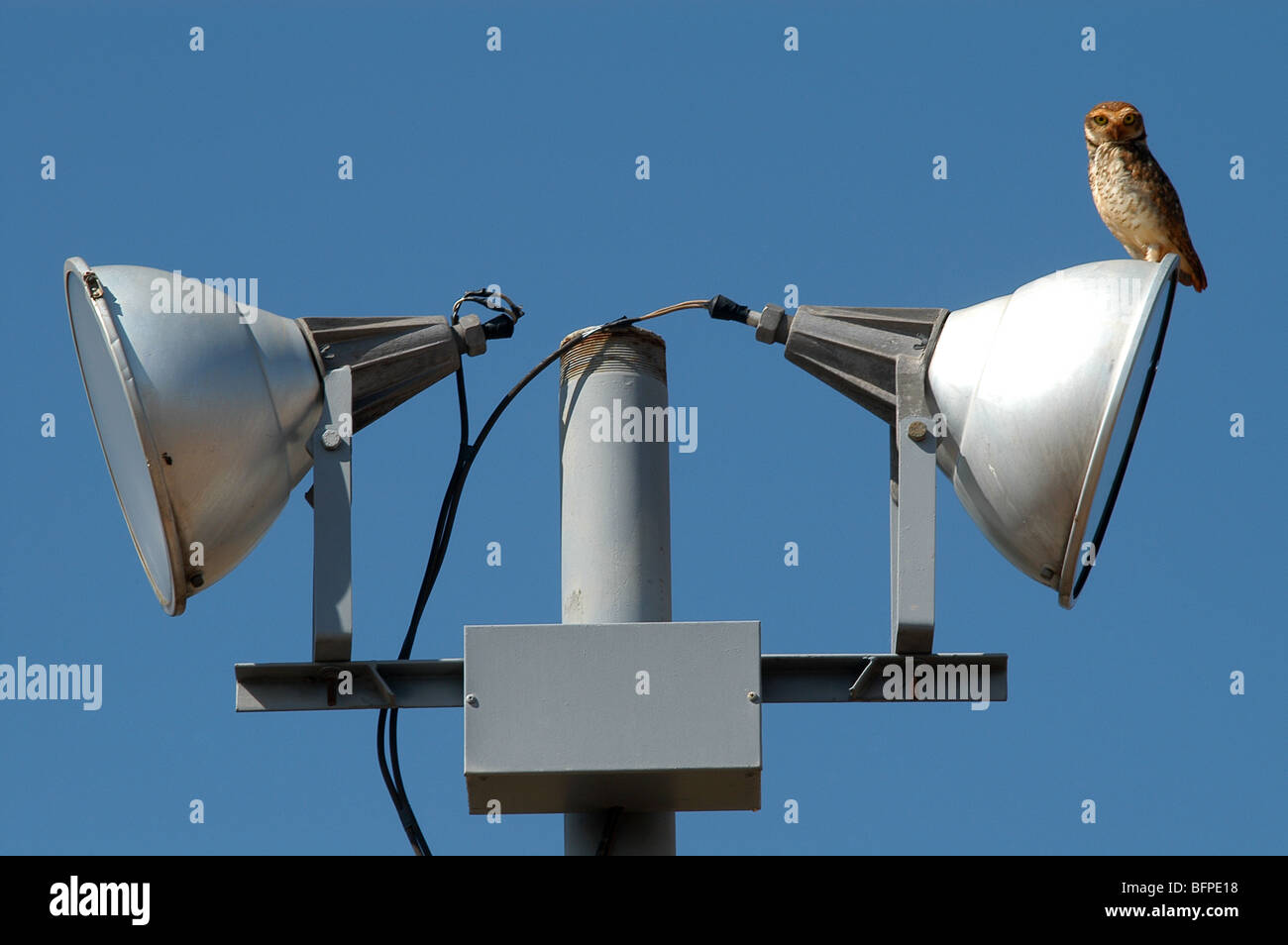 The owl on the electrical post. Iperó, São Paulo, Brazil 02/11/2009 at ...