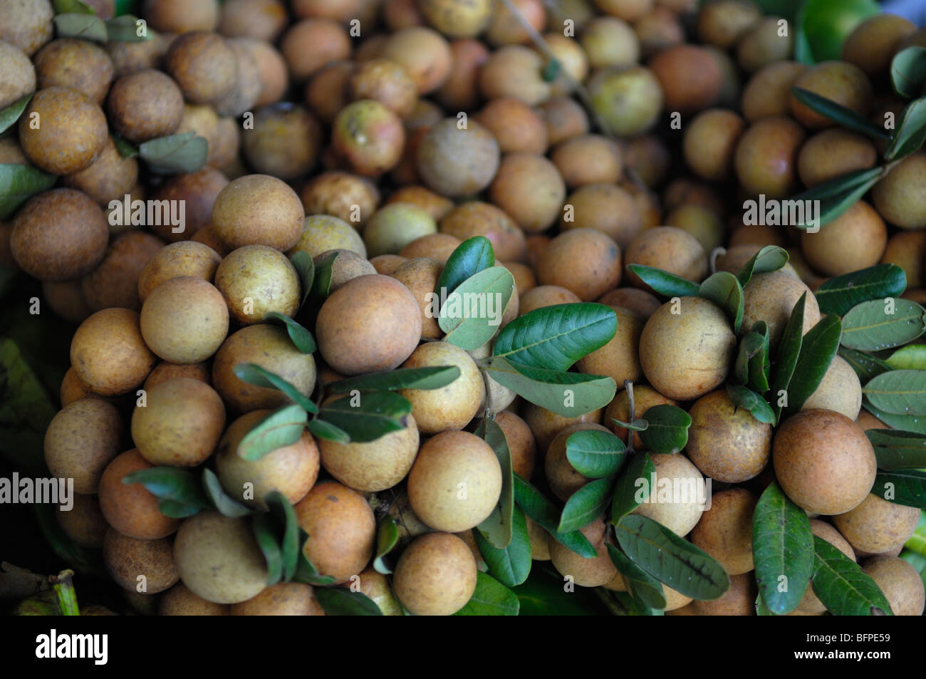 Euphoria longan hi-res stock photography and images - Alamy
