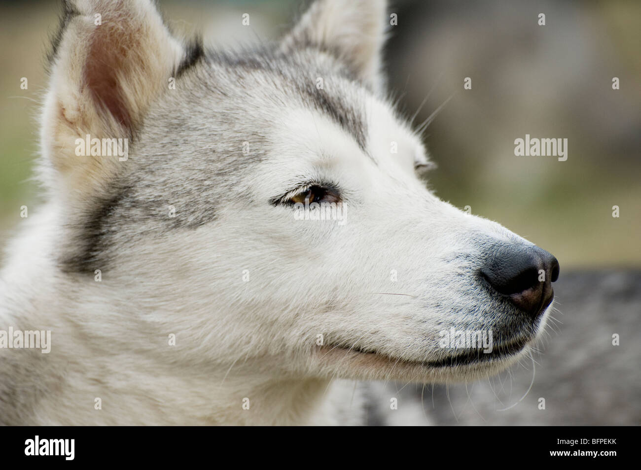 Husky dog hi-res stock photography and images - Alamy