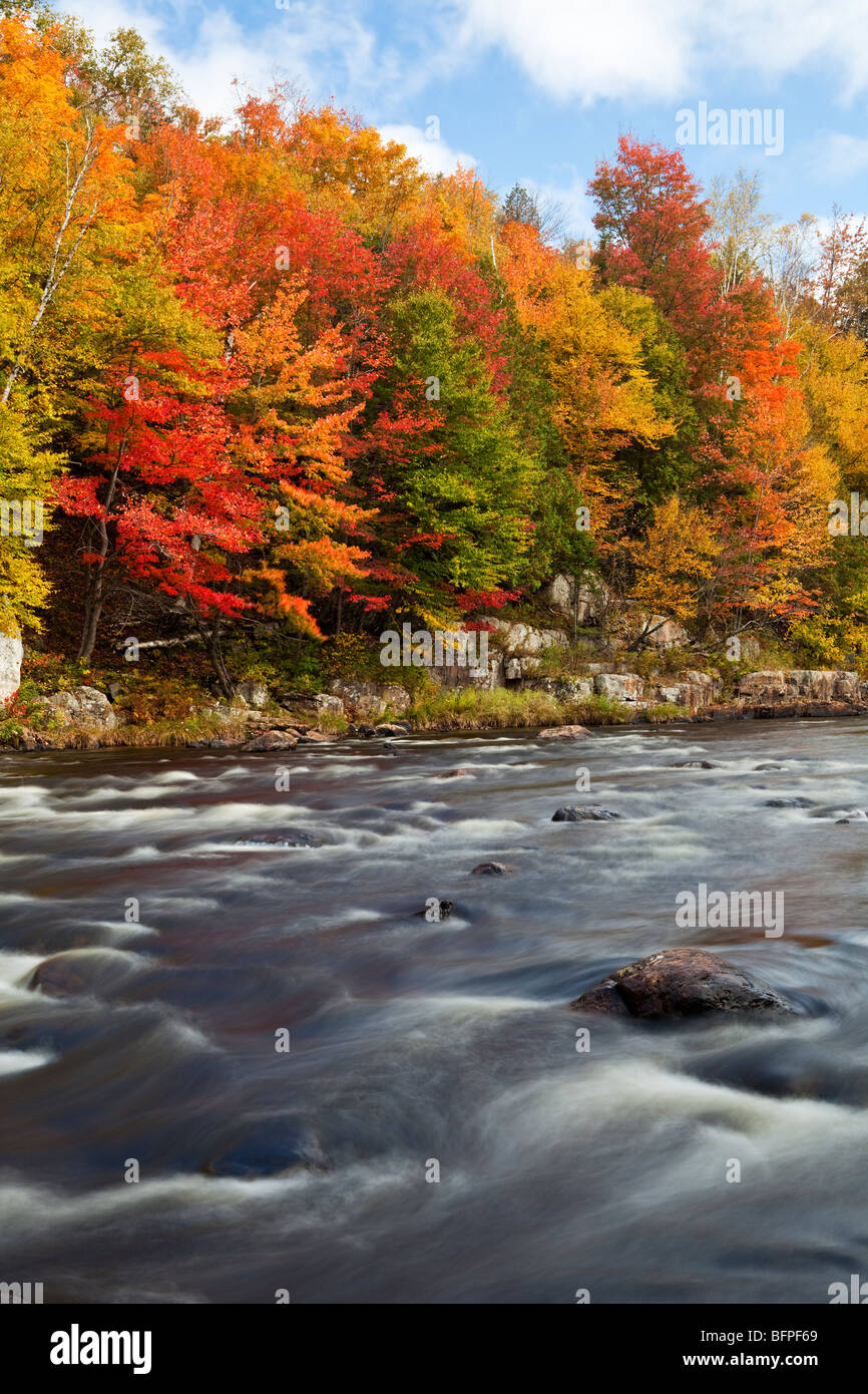 Canada quebec forest trees hi-res stock photography and images - Alamy