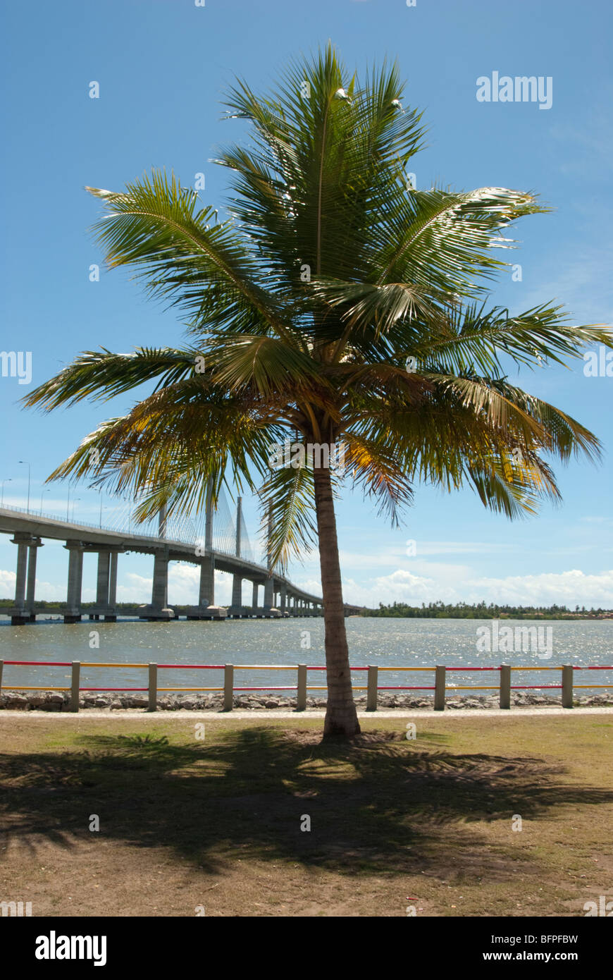 Coconuts palm tree of brazil hi-res stock photography and images - Alamy