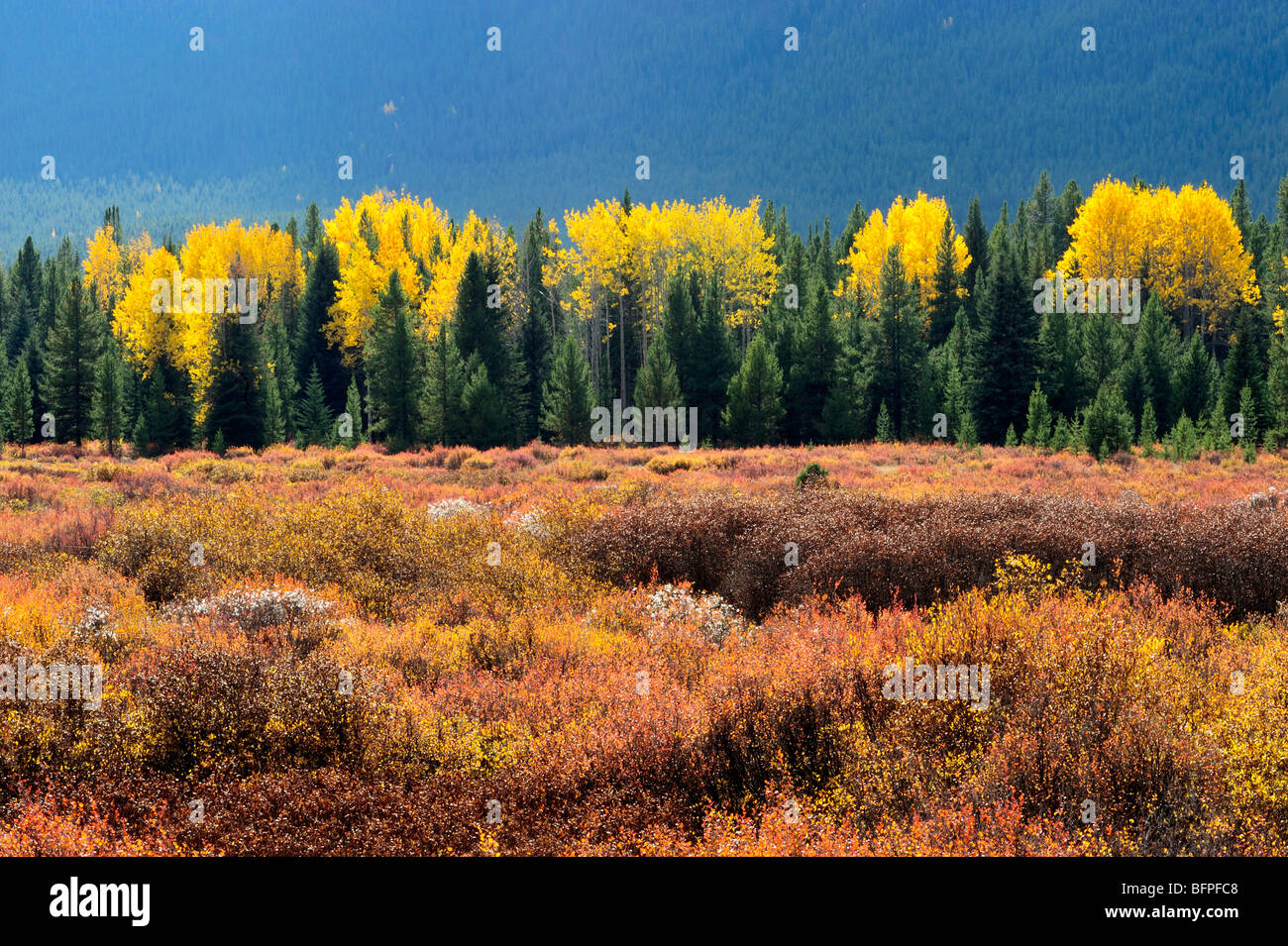 Autumn aspens, willows and dwarf birch along the Bow Valley Parkway ...