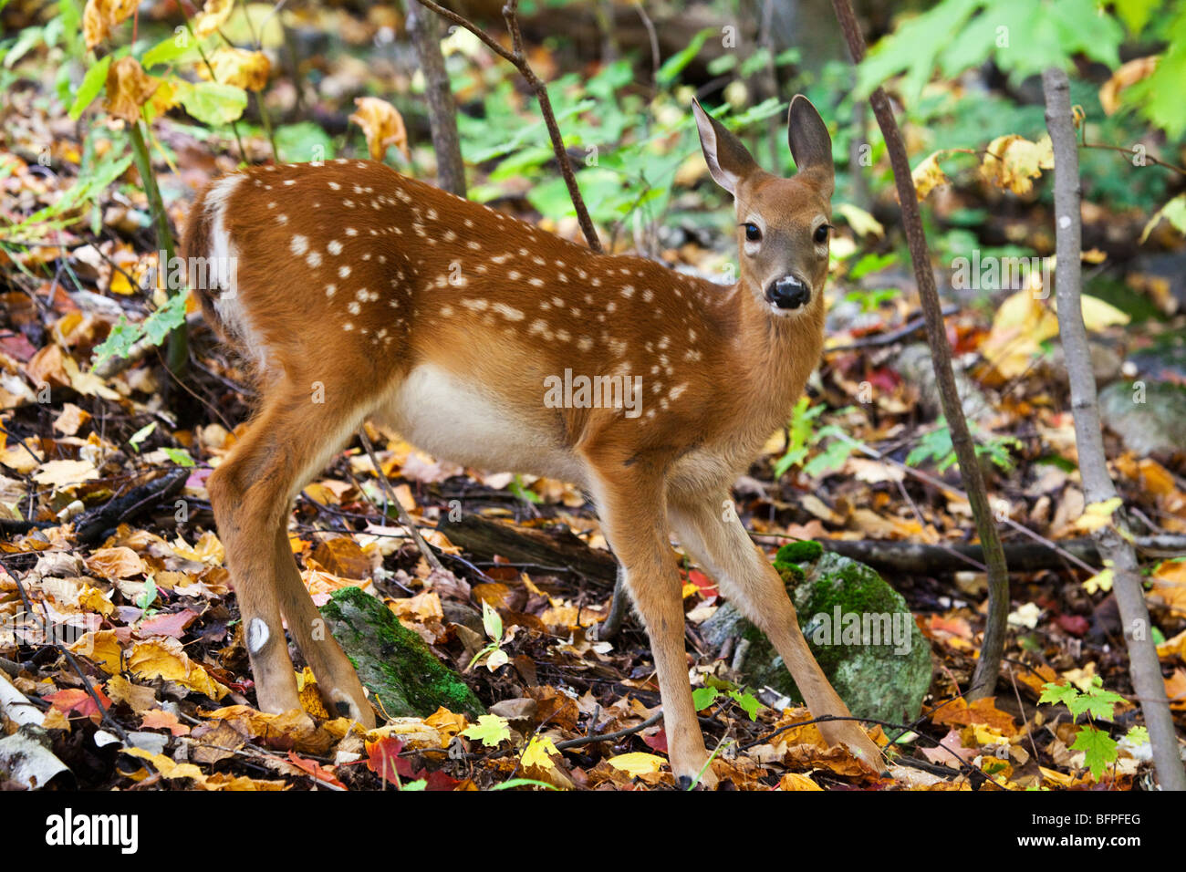 A White-Tailed Fawn (Odocoileus virginianus) also known as the Virginia ...