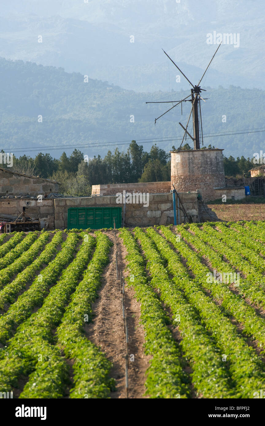 Produce growing in fields in Mallorca, Majorca Spain Stock Photo - Alamy