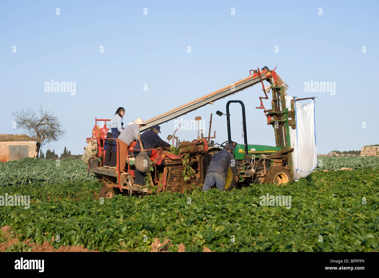 Harvesting potatoes, Mallorca, Majorca, Spain Stock Photo - Alamy
