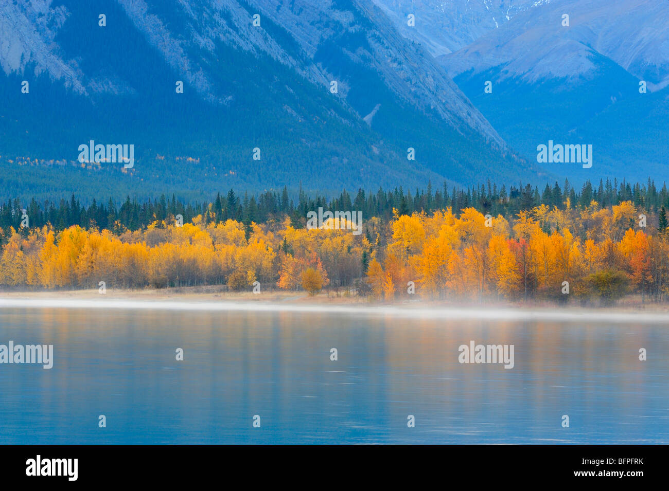 Morning fog with autumn aspens at Abraham Lake, Abraham Lake Recreation ...