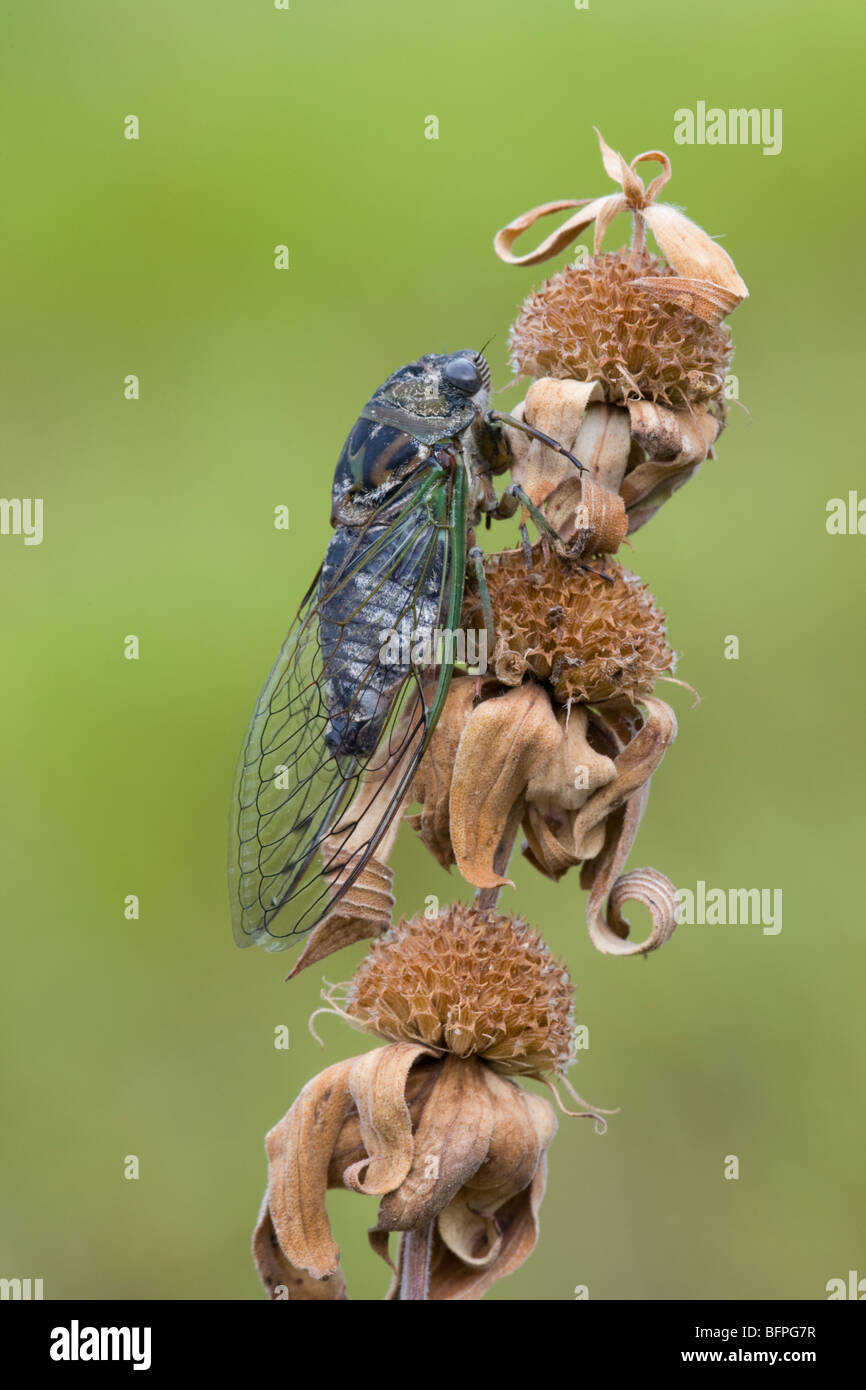 Cicada hi-res stock photography and images - Alamy