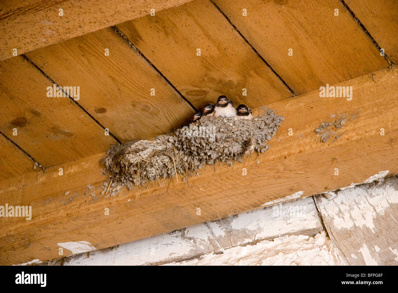 House martin chick nest hi-res stock photography and images - Alamy