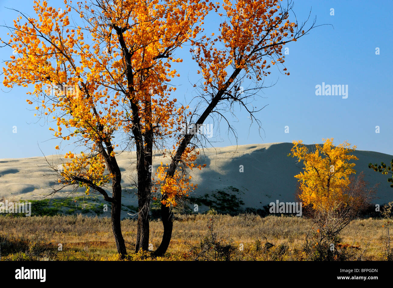 Great sand hills saskatchewan hi-res stock photography and images - Alamy
