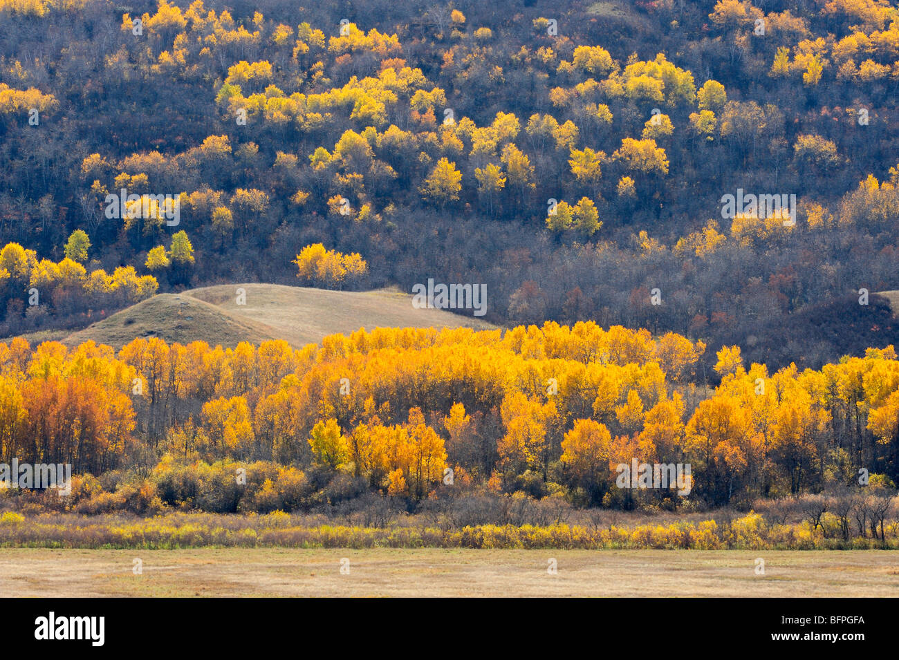 Saskatchewan native plants hi-res stock photography and images - Alamy