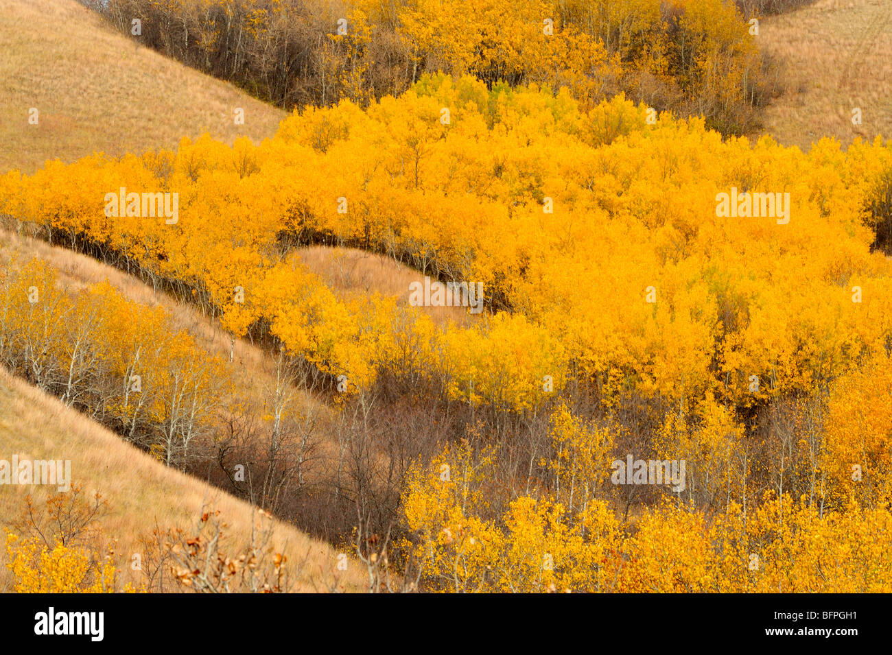 Saskatchewan native plants hi-res stock photography and images - Alamy