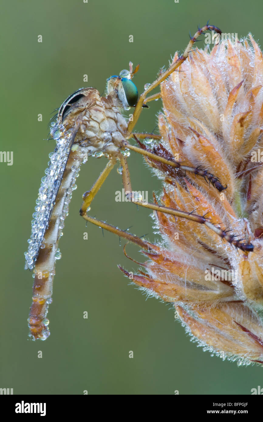 Robber fly macro hi-res stock photography and images - Alamy