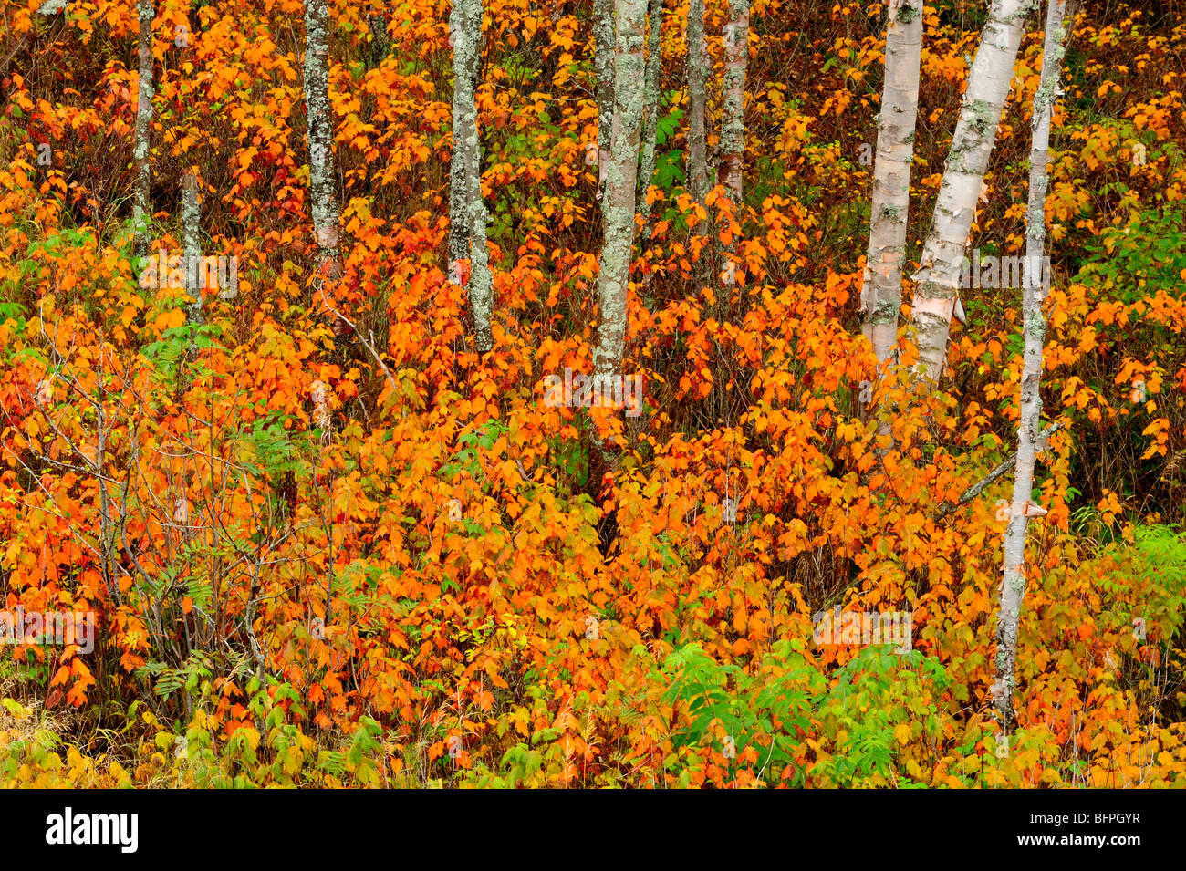 Yellow birch tree trunks with autumn foliage understory, near Marathon ...